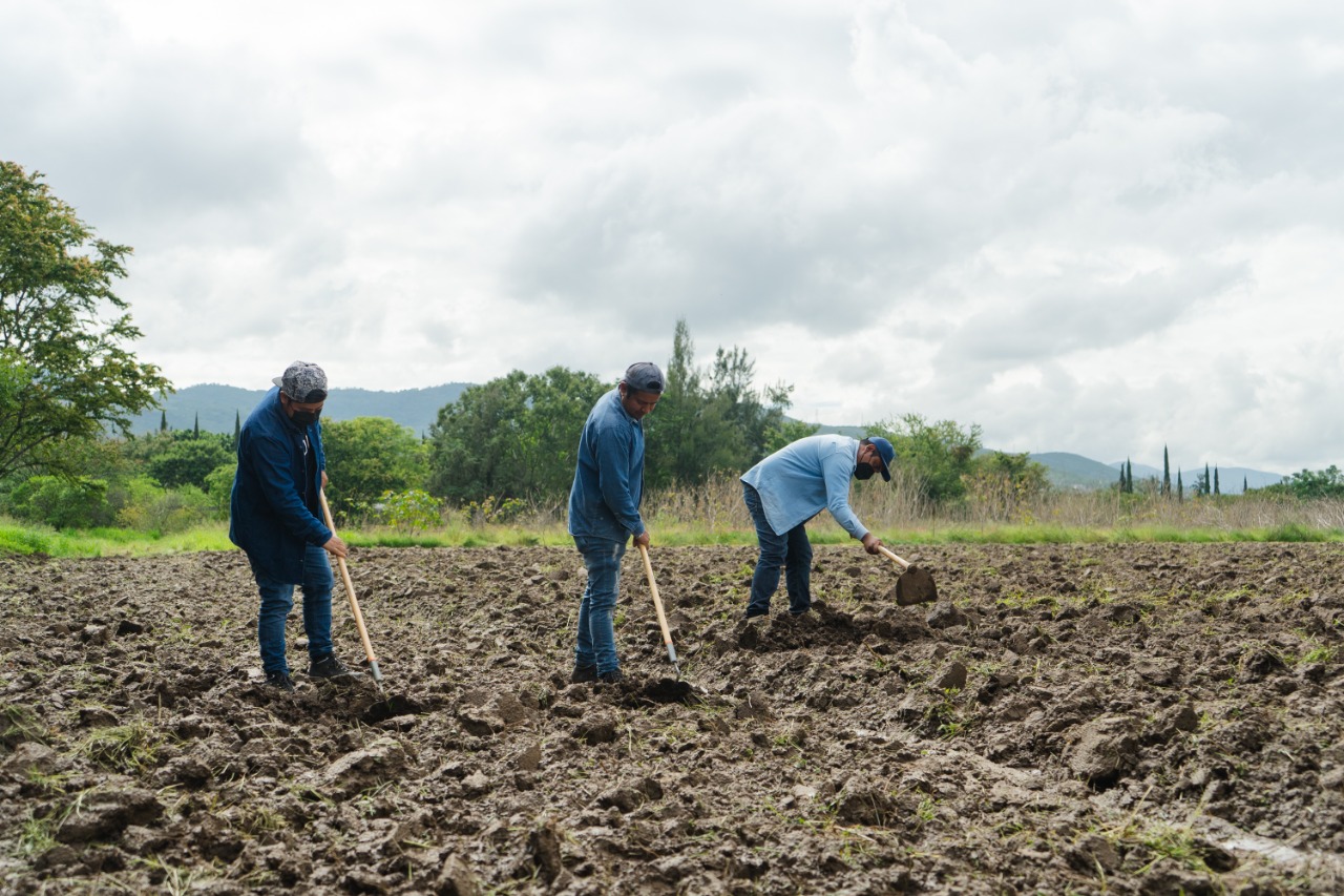 Realizan siembra simbólica para la Noche de Rábanos 2022